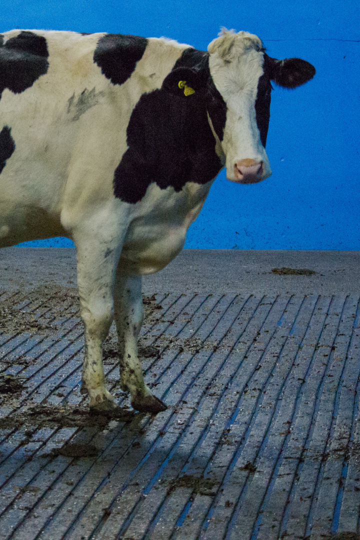 Polytag Mats®: High-Quality Mats for Every Need | Shop Now! – Polytag Shop