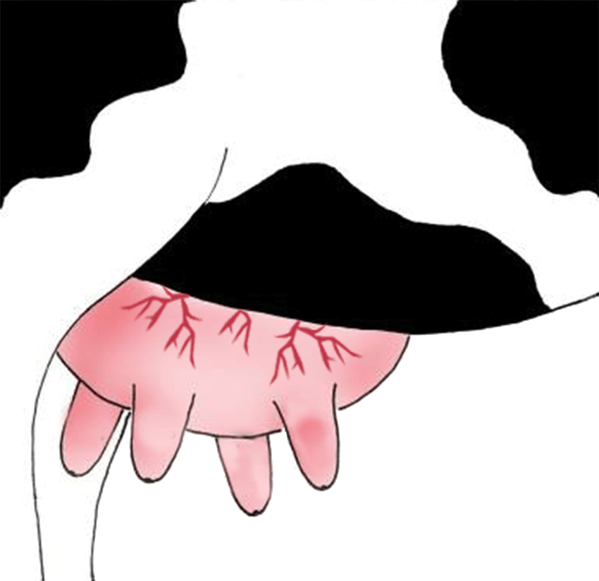 COW Mats for Dairy Cows (7ft x 4ft x 25 mm) – Polytag Shop