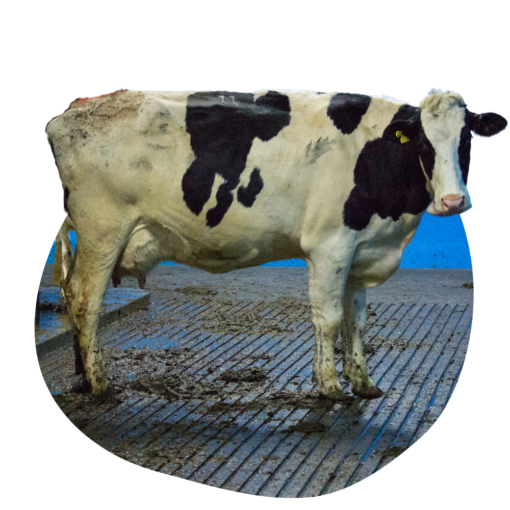 Polytag Mats®: High-Quality Mats for Every Need | Shop Now! – Polytag Shop