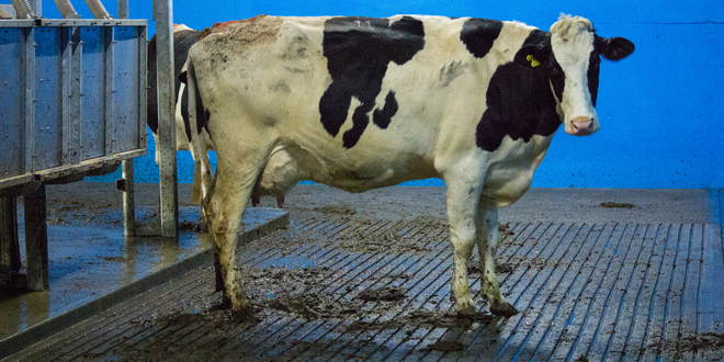 Polytag Mats®: High-Quality Mats for Every Need | Shop Now! – Polytag Shop